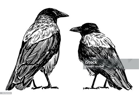 서 있는 두 도시 까마귀의 손 그림 흰색에 고립된 벡터 일러스트 레이 션 까마귀에 대한 스톡 벡터 아트 및 기타 이미지 까마귀 드로잉 갈고리 발톱 Istock