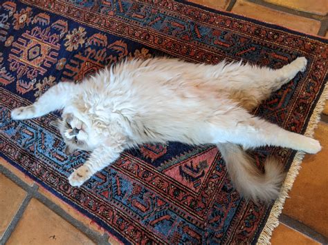 8 Cat Breeds To Trust Around Babies And 5 You Should Keep Away At All