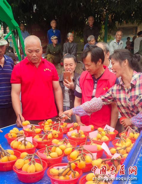 南宁市武鸣区夏黄村举办“枇杷品鉴节暨弘扬红色文化传承革命精神”活动 用红色文化助推乡村振兴 中国老区网