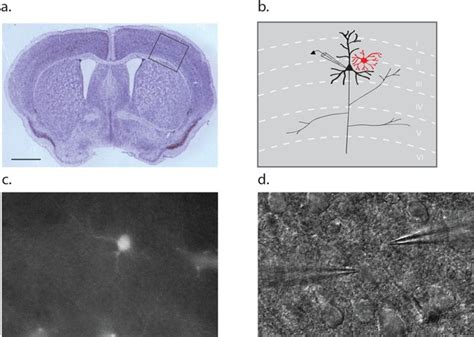 Astrocytic Modulation Of Excitatory Synaptic Signaling In A Mouse Model
