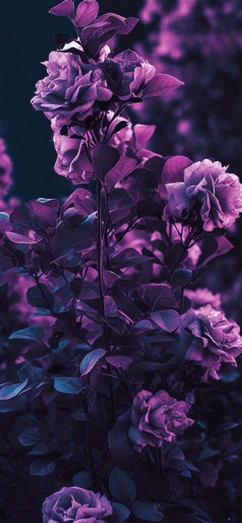 Purple Rose Flower Backgrounds