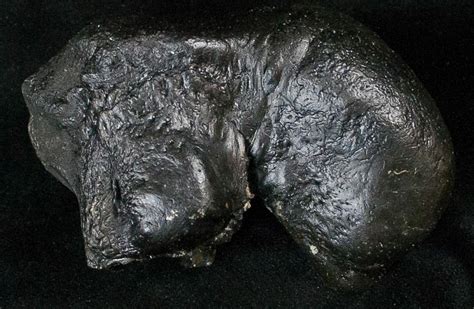 2 8 Fossil Manatee Ear Bone Florida 16178 For Sale