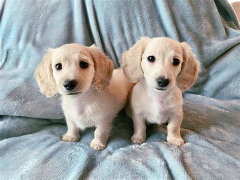 English Cream Miniature Dachshund Puppies Crème Of The Crop Dachshunds Breeder Franklin Texas