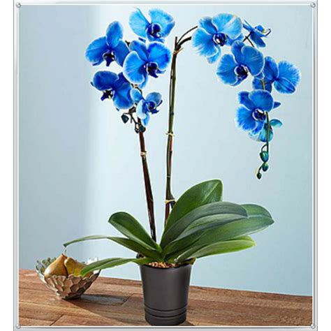 Orquideas Azules