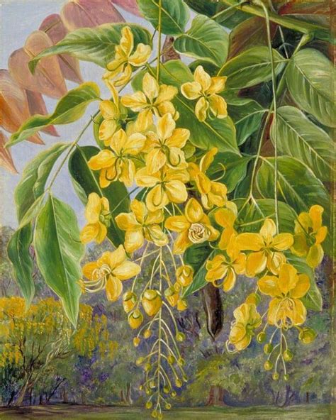 Amaltas Or Laburnum Botanical Painting Of Yellow Flowers Laburnum