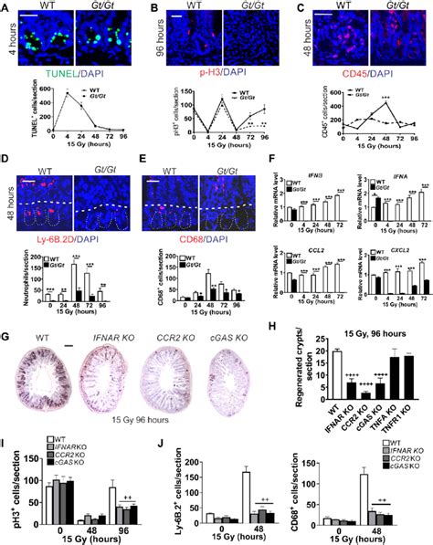 Sting Dependent Type 1 Ifn Response Is Required For Crypt Inflammation