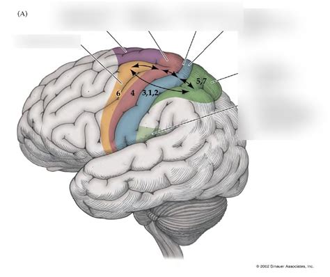 Motor Parts Of Cortex Diagram Quizlet
