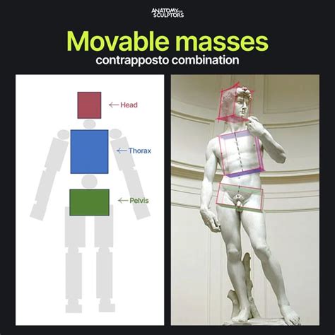 The Head Torso And Pelvis Are The Three Movable Masses That You Can