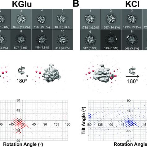 Single Particle Cryo Em Analysis Of 6s Eσ 70 Particle Orientation Download Scientific Diagram