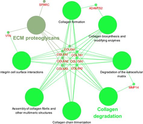 The Function Enrichment Of The 11 Hub Genes By The Cluego And Cluepedia Download Scientific