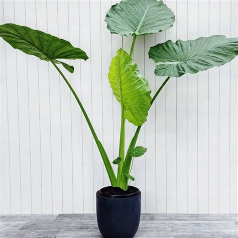 چگونه بابا آدم سالم بخریم ؟ نشانه های گیاه آلوده به قارچ یا آفت را