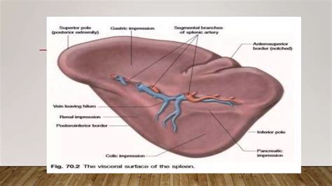 Spleen Anatomy And Physiology Pptx