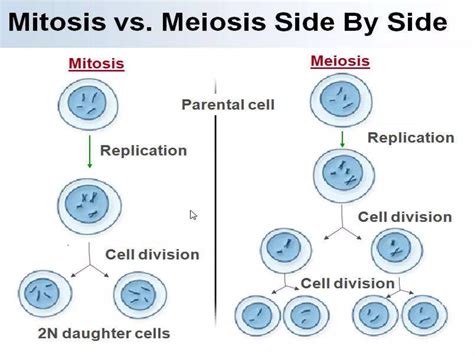 Basis Of Genetic Inheritance Pptx