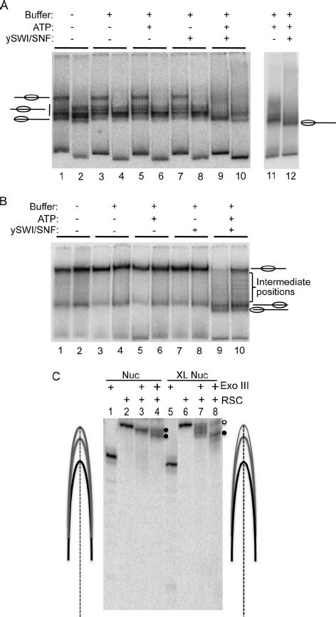 Intranucleosome Cross Linking Inhibits Nucleosome Mobilization By Download Scientific Diagram