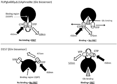 Diagrammatic Representation Of Fret Sensor Function A The Glucose
