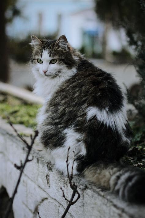 Самая красивая кошка в мире 50 грн Коти Одеса на Olx