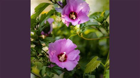 조용한 호숫가 Youtube