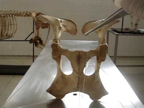 Osso Coxal Pelvis YouTube