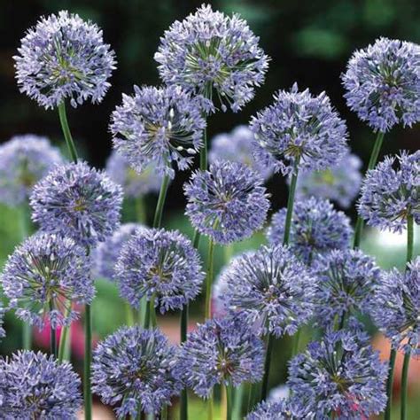 Allium Caeruleum Azureum K Van Bourgondien