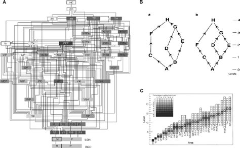 Cortical Hierarchy And Indeterminacy A Model Of Visual Cortex