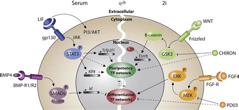 Regulatory Principles Of Pluripotency From The Ground State Up Cell