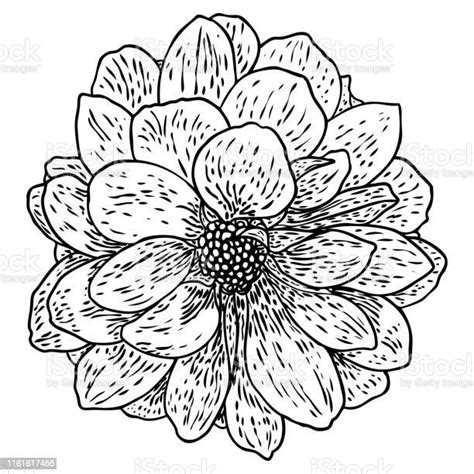 달리아 꽃 관련 종은 데이지 국화 진니아를 포함한다 잉크 꽃 예술 결혼식 장식 발렌타인 데이 어머니의 날 판매 및 기타 이벤트에 대한 꽃 머리 벡터 0명에 대한 스톡 벡터