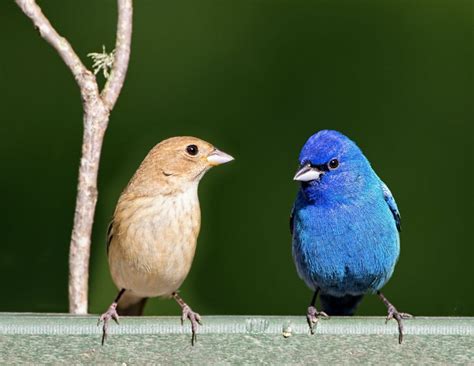 Are Birds Monogamous Or Polygamous Birdful
