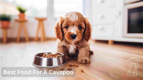 Best Food For A Cavapoo • Cavapoo And Co
