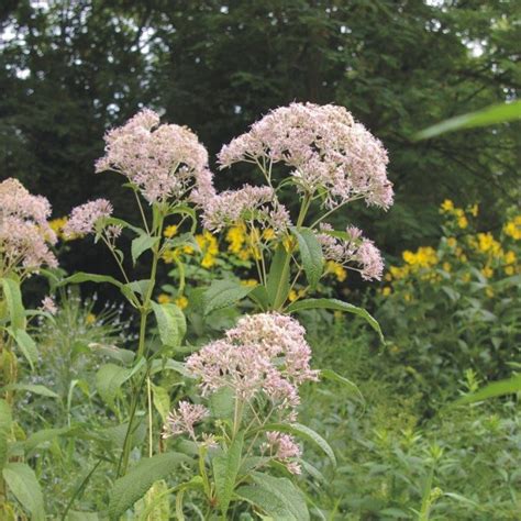 Prairie Future Seed Company Sweet Joe Pye Weed Seed