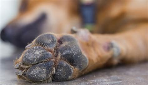 Pododermatitis In Dogsthe Veterinary Expert Pet Health