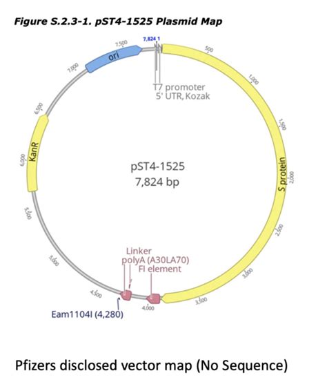 Plasmid Vector Map