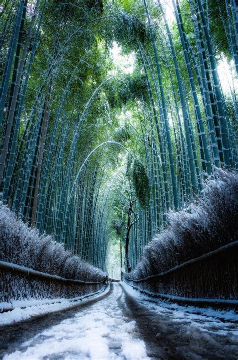 Arashiyama Bamboo Forest In Winter 🌨 Also Known As Sagano Bamboo Forest Is A Popular Tourist