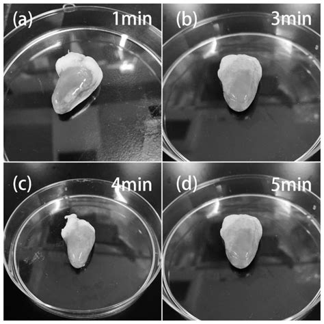 Host Guest Supramolecular Hydrogel Induced By Visible Light In Situ Polymerization And
