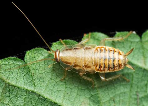 4 600 Types Of Cockroaches Guide To Different Roach Compared The Buginator