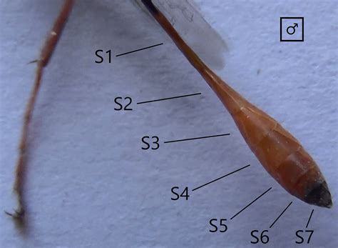 Sexing Wasps In The Genus Ammophila Abdominal Sternites Ammophila