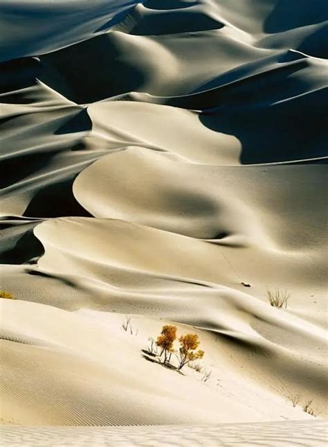 新疆 6500万年前的那棵树 冰 胡杨又称异叶杨、梧桐、胡桐，植物分类学上隶属于杨柳科杨属之新种杨树，为多年生落叶阔叶乔 木，是第三纪上新世遗留下来的孑遗植物，距今已有6500万年以上的