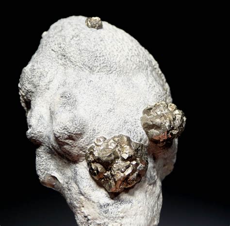 Fossil Sponges Sea Sponge Phymatella Fossils Prehistoric Marine Invertebrates