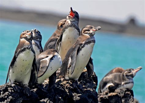 Download Galapagos Penguins On Rock Wallpaper