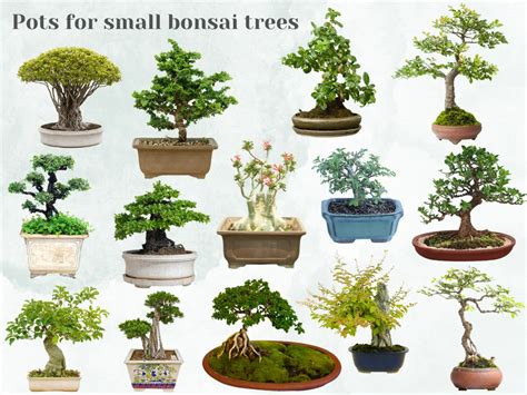 Bonsai Size Classification Chart And Guide Bonsai Sanctum 47 OFF