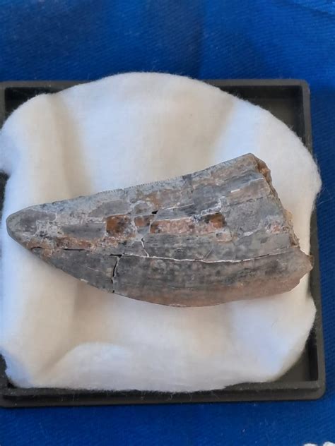 Tyrannosaurus Rex Fossil Fragment T Rex Catawiki