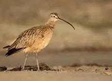 Marbled Godwit Song Call Voice Sound