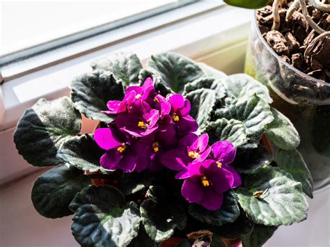 Залийте це водою і фіалки цвістимуть цілий рік Секретний рецепт ефективного підживлення без