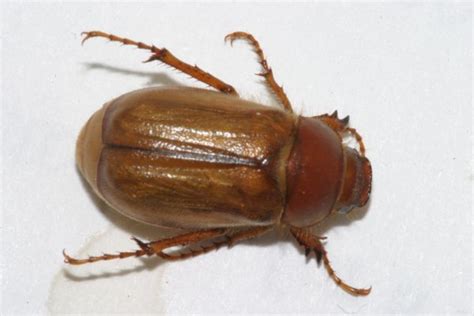 Smaller June Beetle And Another Tree Frog The Backyard Arthropod