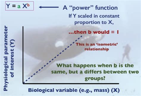 Exam 4 Size Scaling Flashcards Quizlet