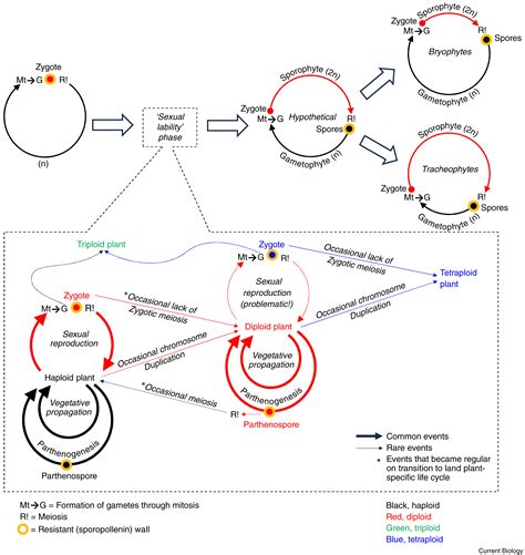 The Sexual Lability Hypothesis For The Origin Of The Land Plant