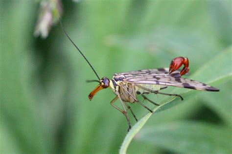 Mecoptera Unbc Biol 322 Entomology