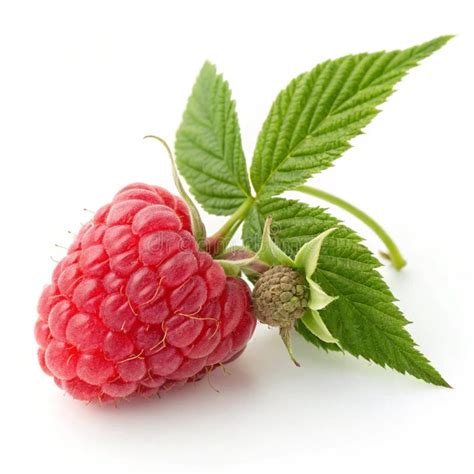 Fresh Raspberry With Leaves Isolated On White Background Stock Illustration Illustration Of