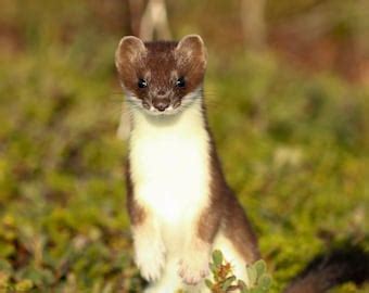 Short Tailed Weasel Ermine In Summer Etsy