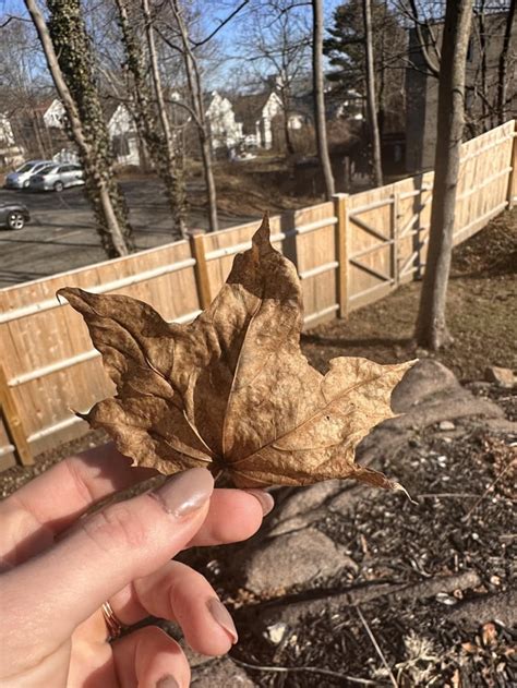 Maple Identification Are These Sugar Maples R Foraging