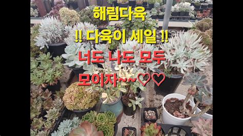 다육식물 다육이 해림다육 다육이 할인 놀러오세요~ Youtube